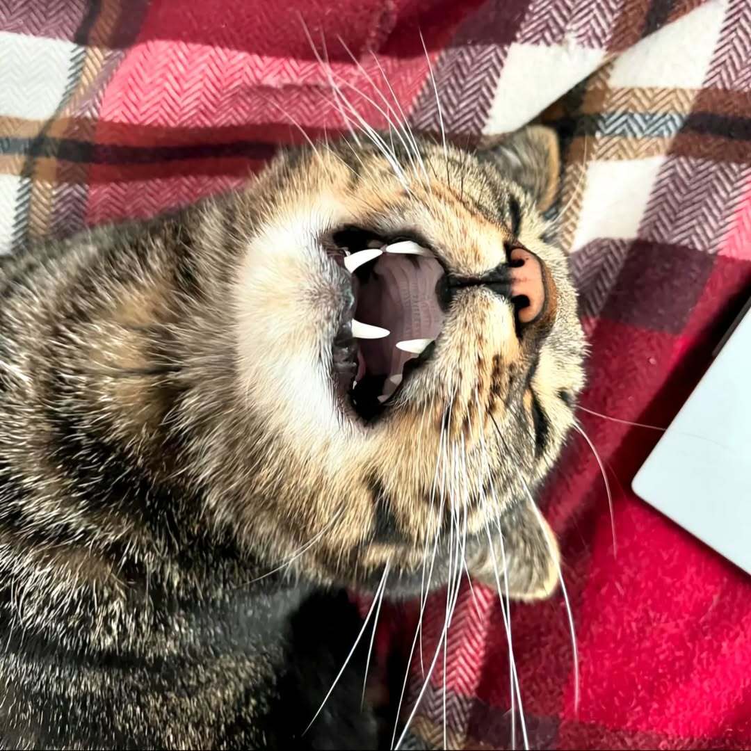 Rocket The Cat - Lifestyle & Wellness