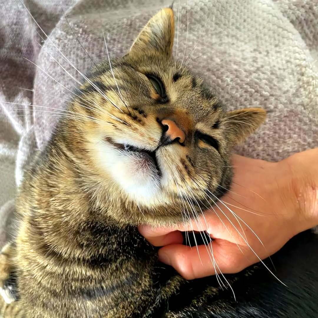 Rocket The Cat - Lifestyle & Wellness